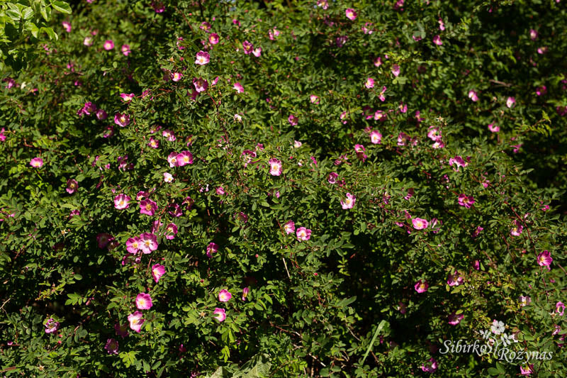 Laukinės rožės (rūšys) sode/Wild roses (species) in the garden ...