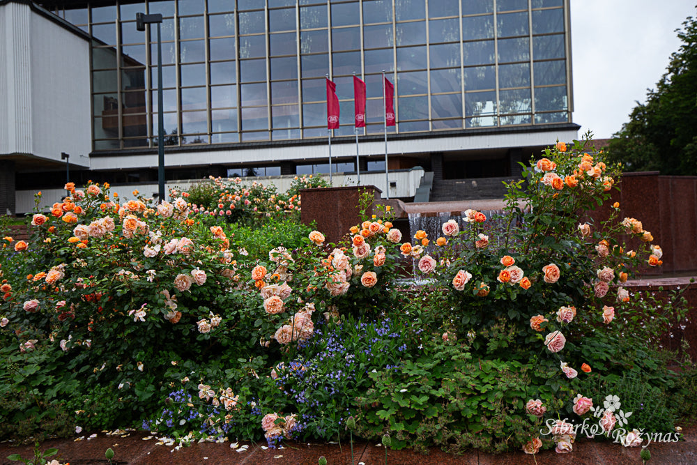 Rožės prie Lietuvos nacionalinio operos ir baleto teatro. Vilnius ...