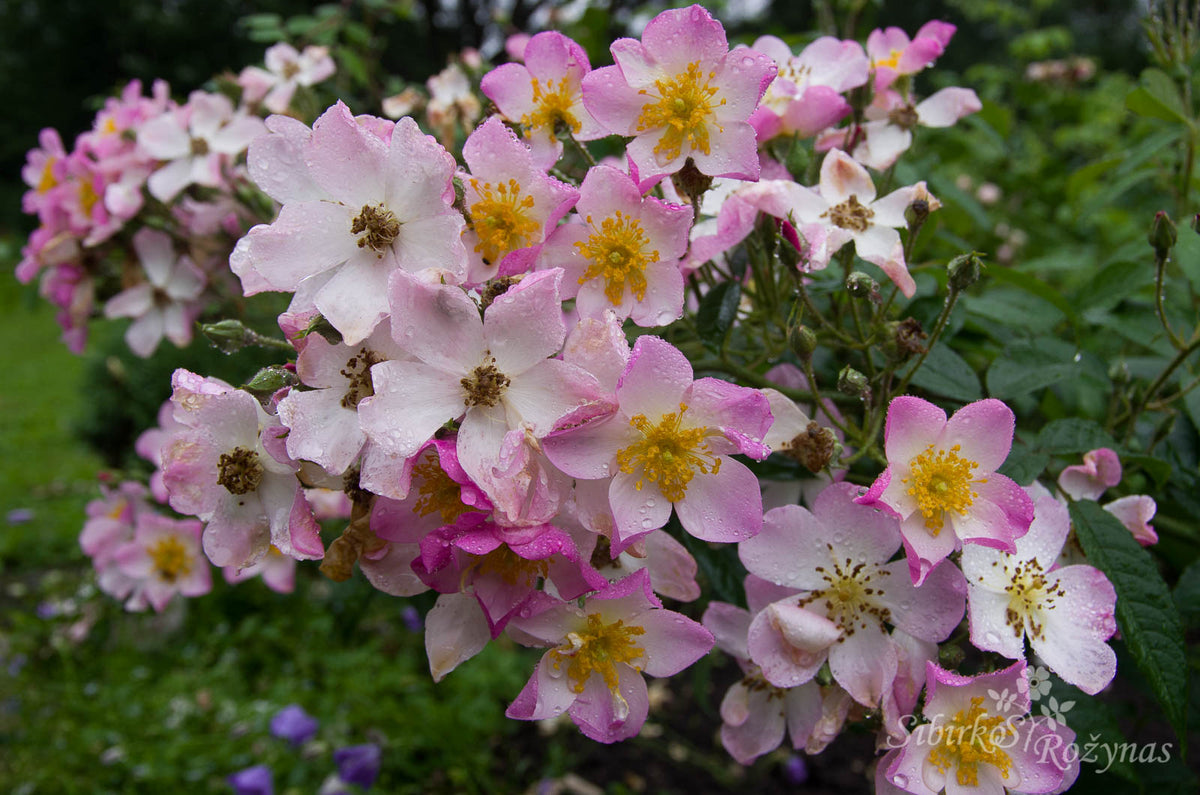 Modernios rožės – Sibirkos rožynas