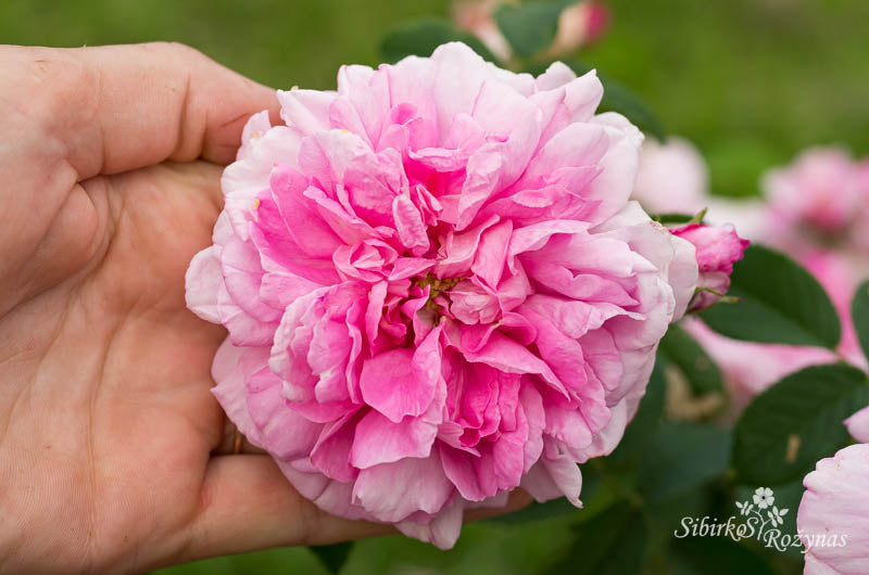 Istorinės rožės – Sibirkos rožynas